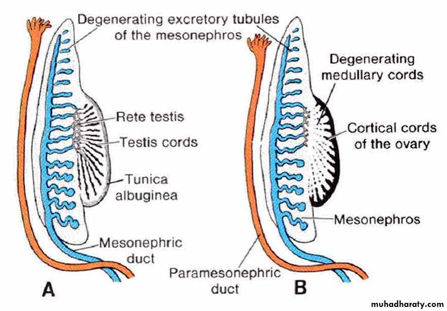 Embryology Of The Female Genital Tract Docx د براء Muhadharaty
