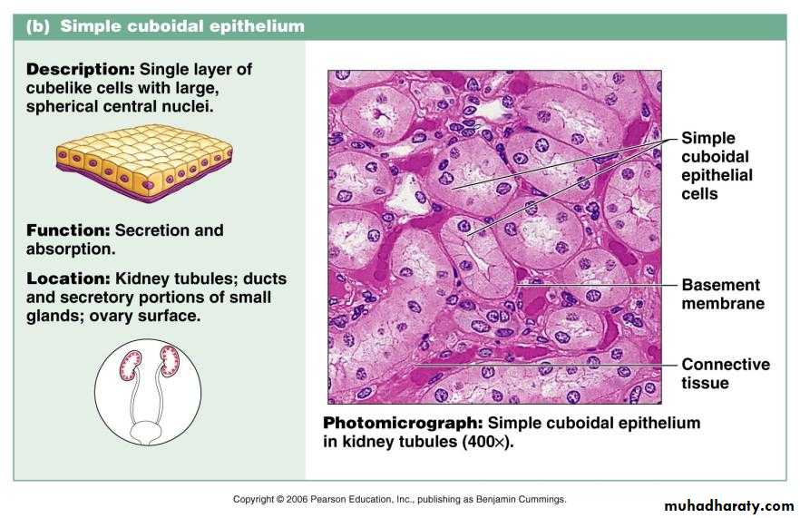 Types Of Epithelial Tissue Pptx Dr suhaila Muhadharaty Types Of Epithelial Tissue Pptx Dr suhaila Muhadharaty