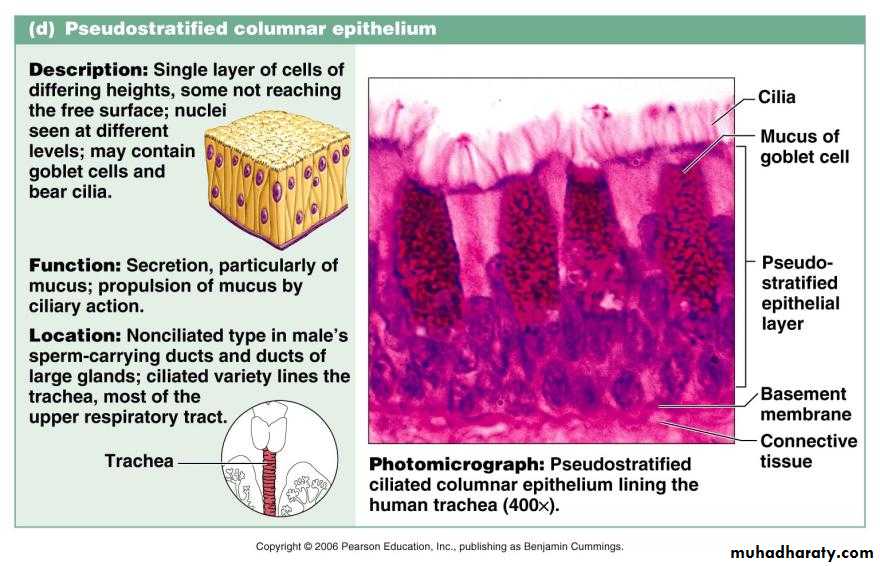 Types Of Epithelial Tissue Pptx Dr suhaila Muhadharaty Types Of Epithelial Tissue Pptx Dr suhaila Muhadharaty