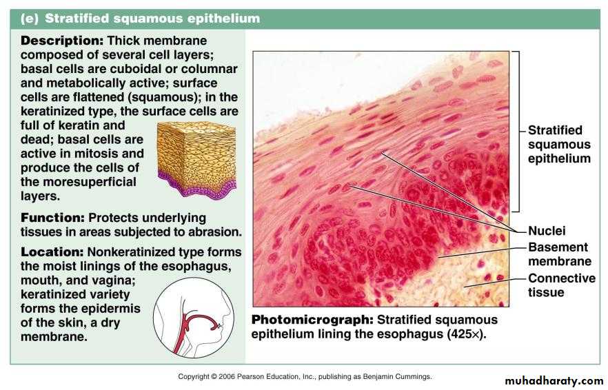 Types Of Epithelial Tissue Pptx Dr suhaila Muhadharaty