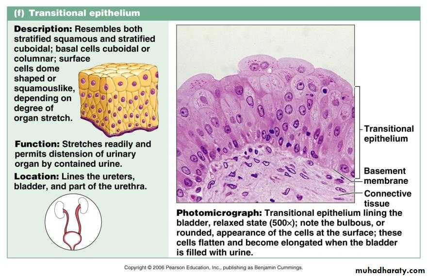 Types Of Epithelial Tissue Pptx Dr suhaila Muhadharaty