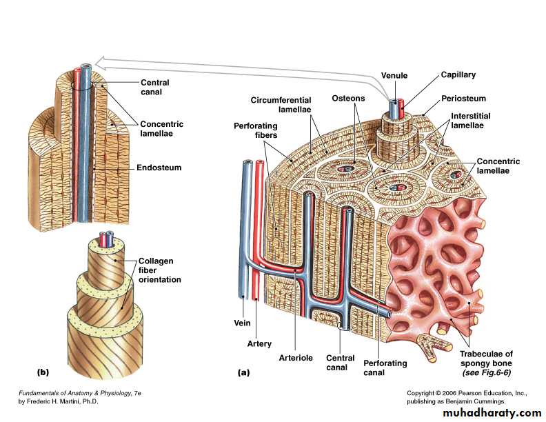 Bone Tissue Pptx Dr suhaila Muhadharaty