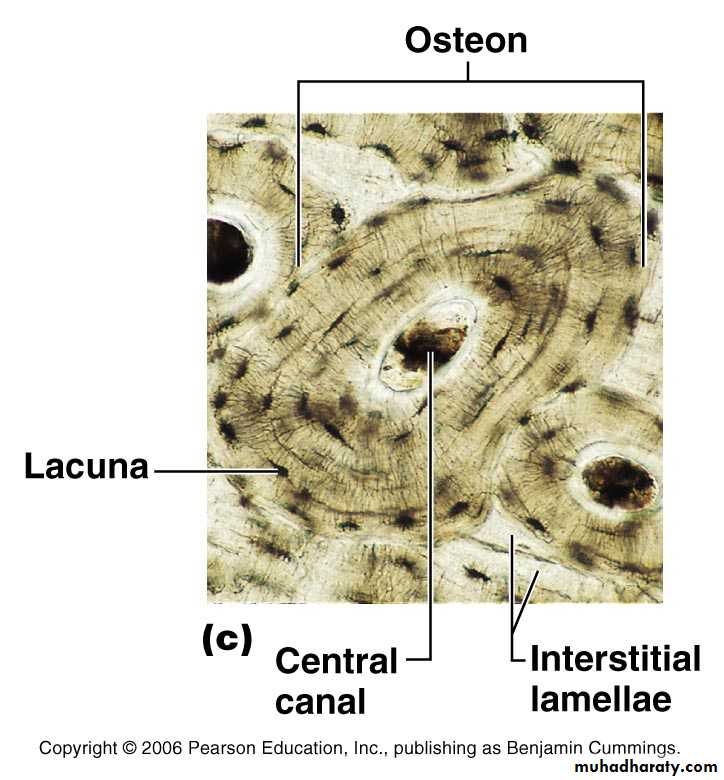 Bone Tissue Pptx Dr suhaila Muhadharaty