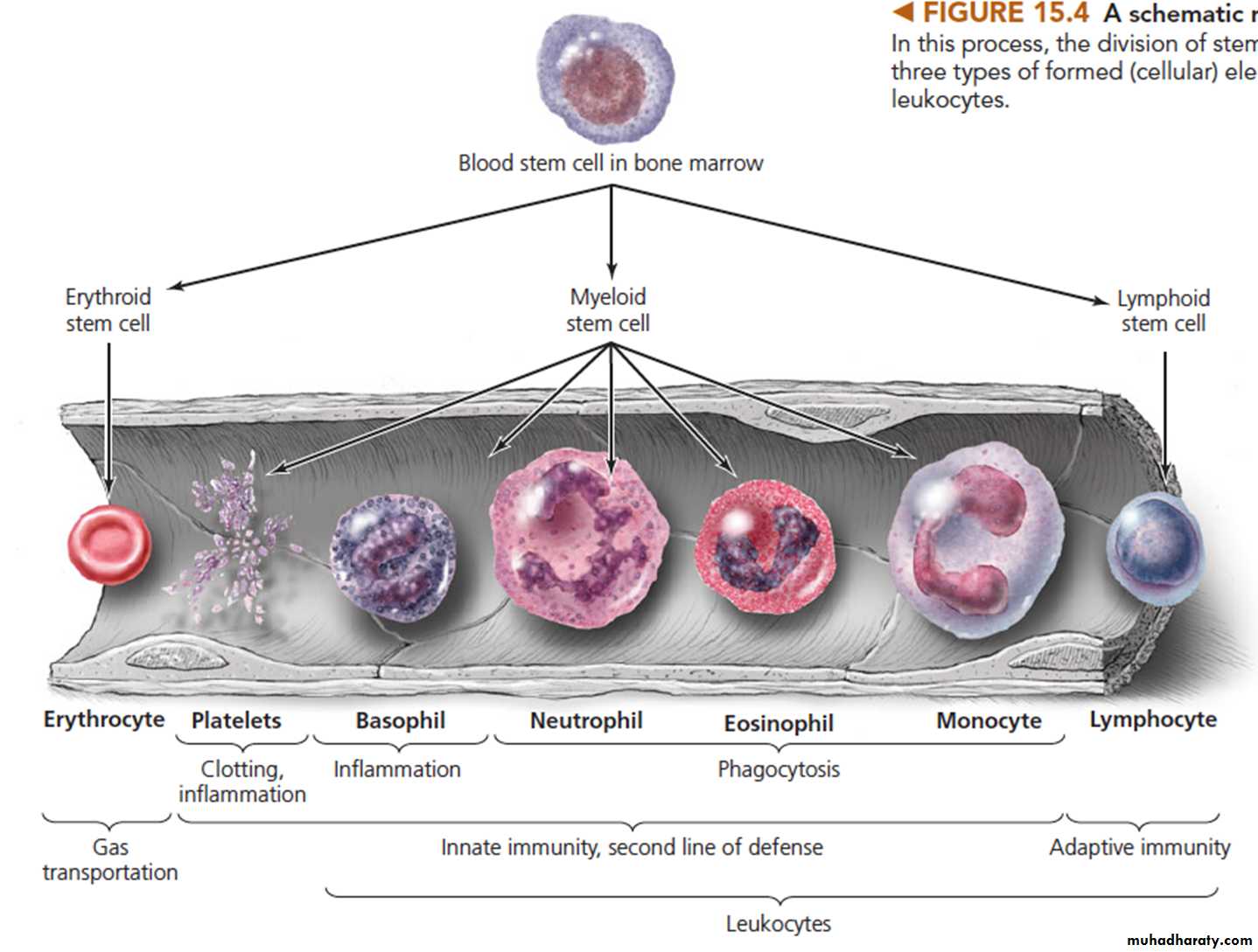 Total Leukocyte Counts Pptx Dr shako Muhadharaty Total Leukocyte Counts Pptx Dr shako Muhadharaty