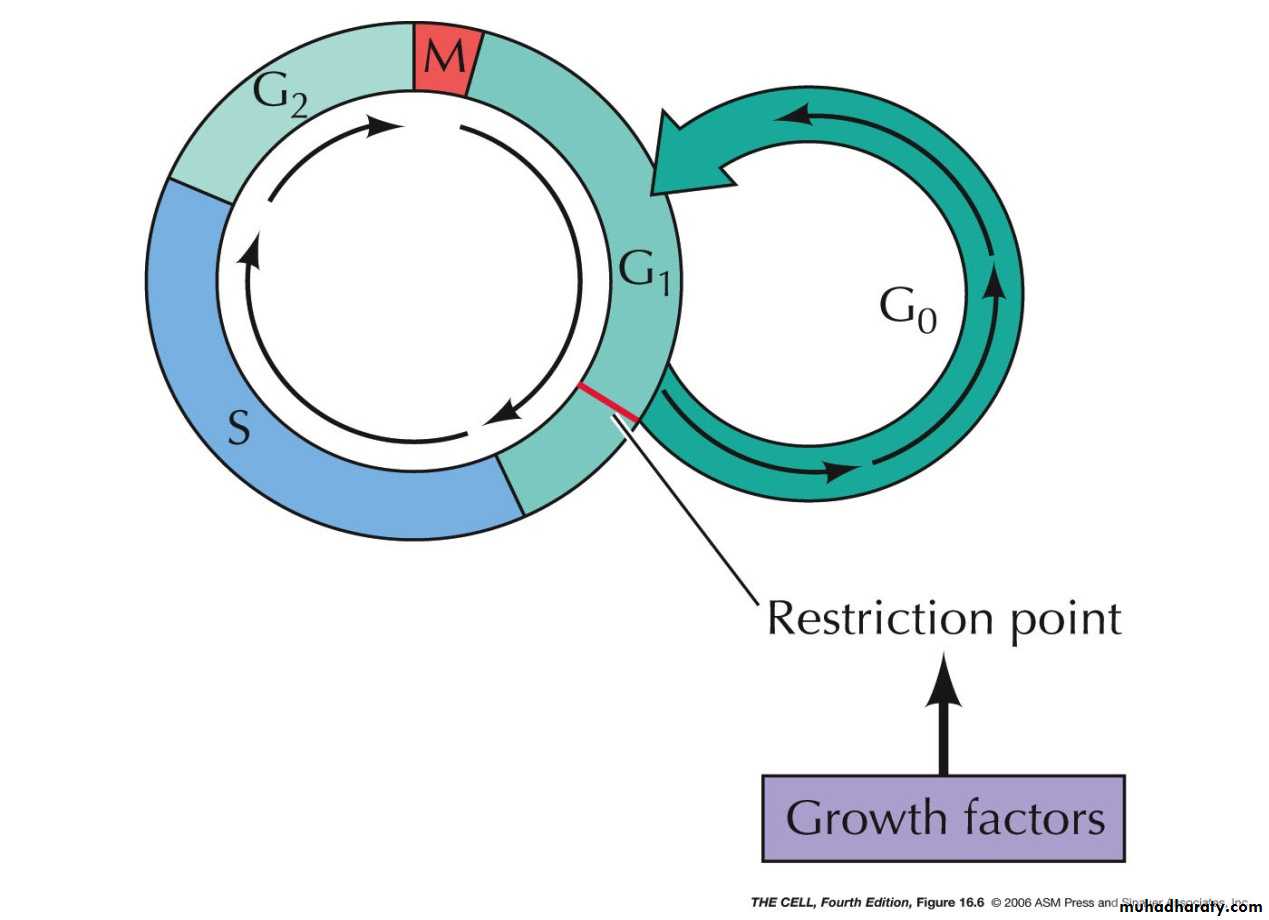 The Cell Cycle Docx Muhadharaty