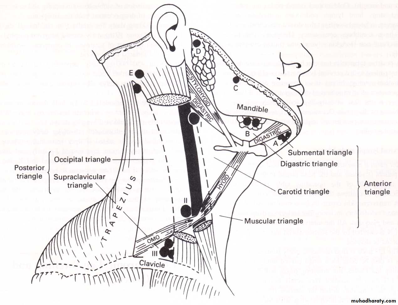 Cervical Lymph Nodes Pptx د مهند Muhadharaty