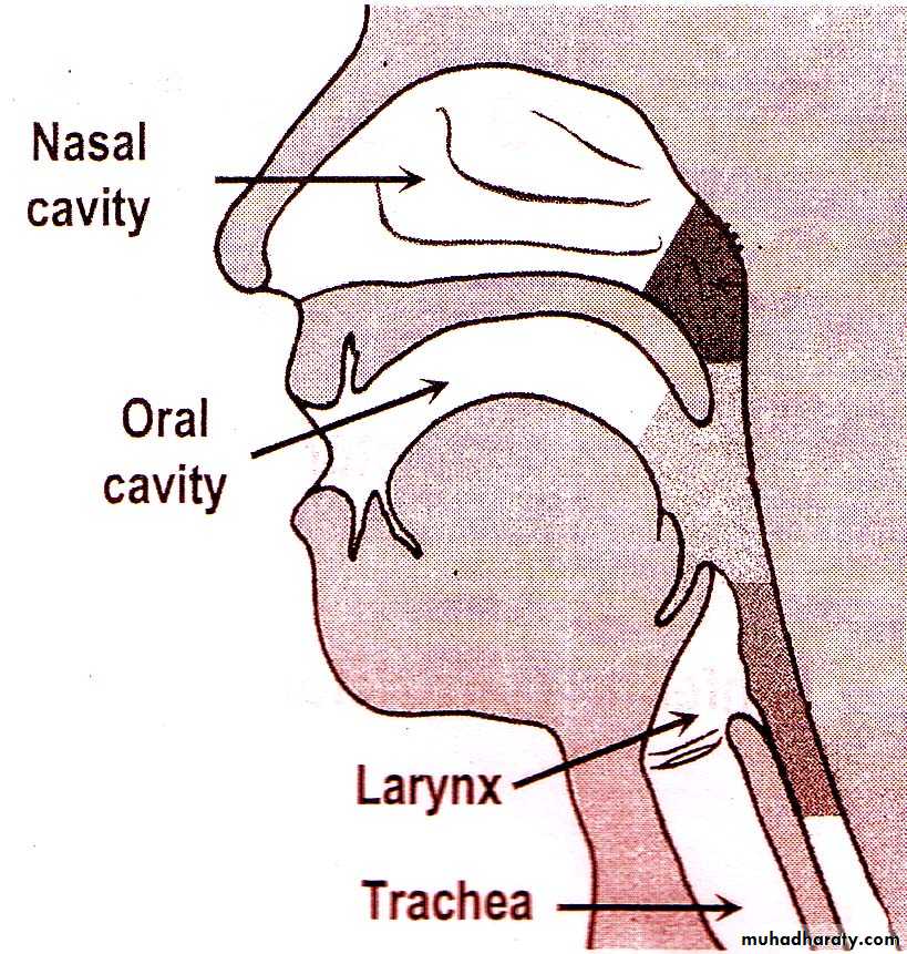 The pharynx pptx - د.باسل سعيد نذير - Muhadharaty