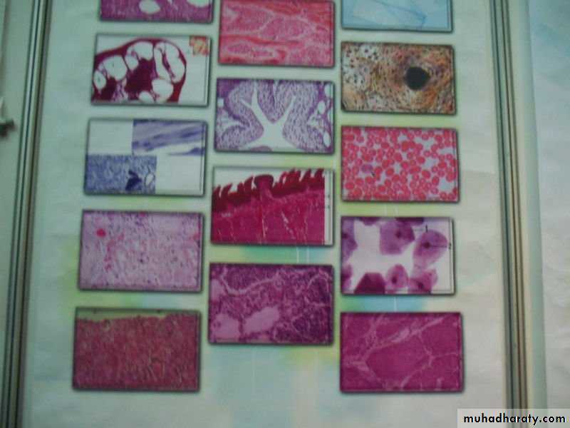Histology Powerpoint Presentations Templates Images Histology Powerpoint Presentations Templates Images