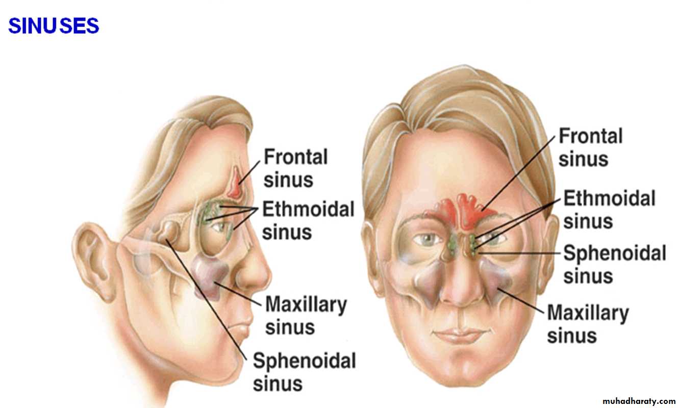 Maxillary Sinus Antrum