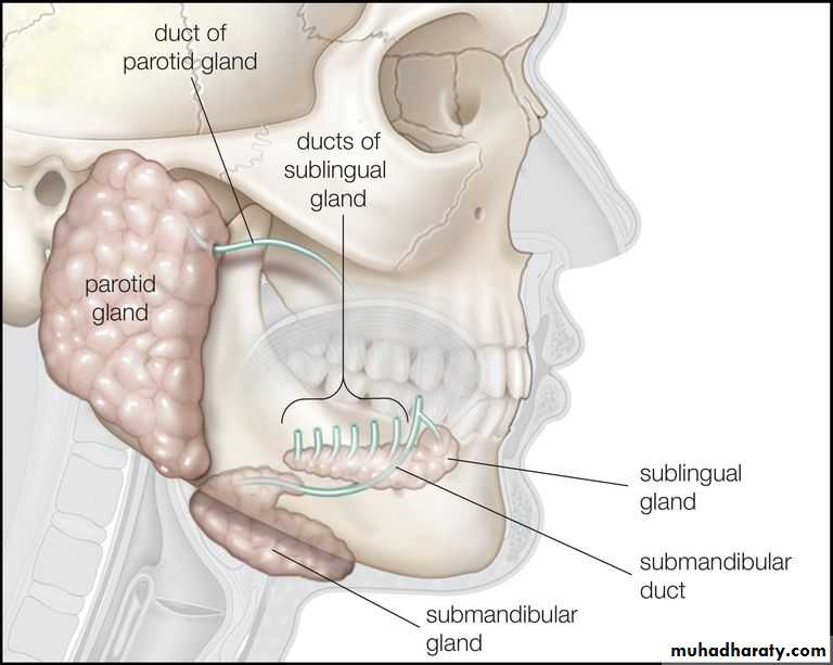Salivary Gland Ppt Pptx Muhadharaty