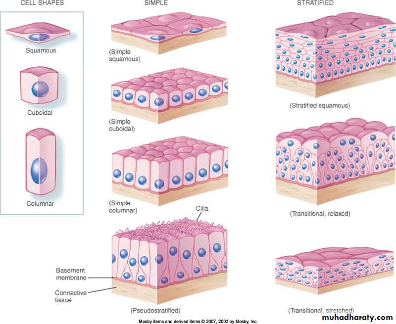 Epithelial Tissue Pptx D Talib Muhadharaty